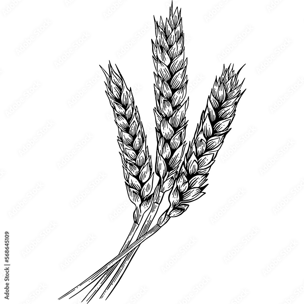 Hand drawn Wheat Ears Sketch Illustration Stock Vector | Adobe Stock