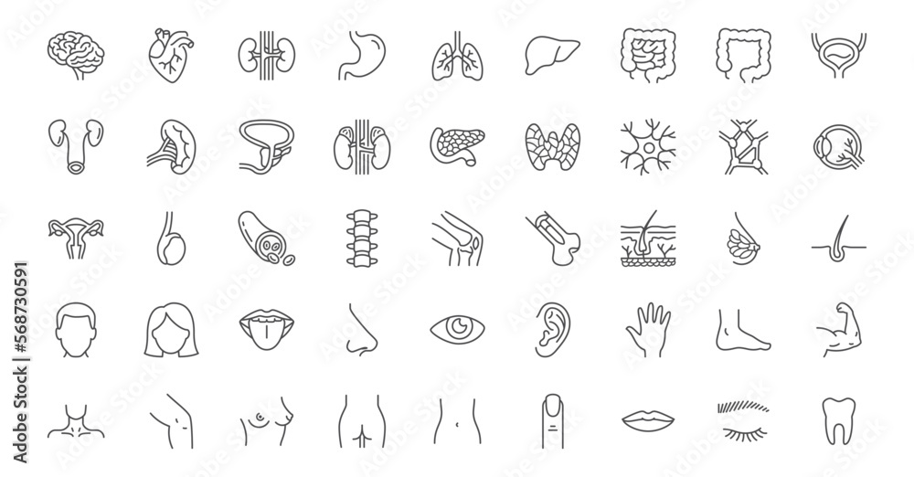 Internal organs line icons set. Brain heart, kidneys, stomach lungs ...
