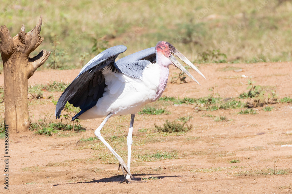 Near Threatened Marabou Stork (Leptoptilos crumeniferus) stretching its ...