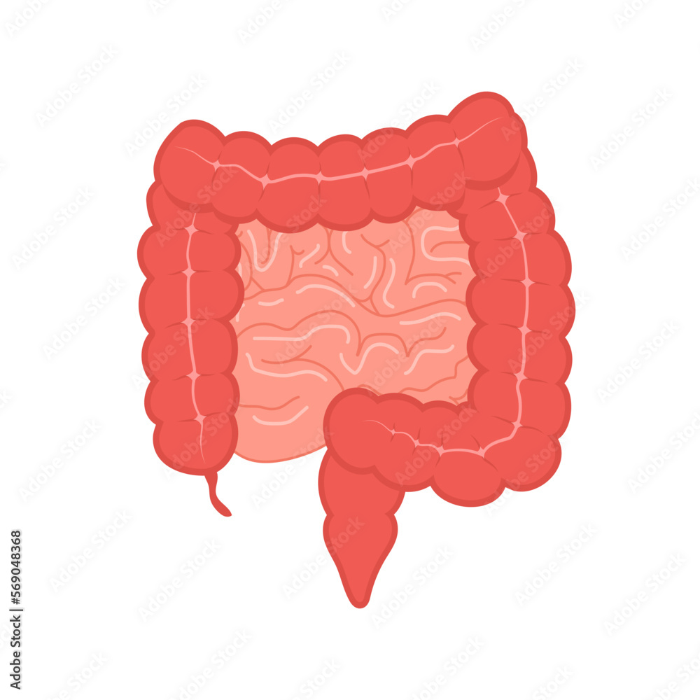 Anatomy of the colon. Intestine icon. Human internal organ. Health ...