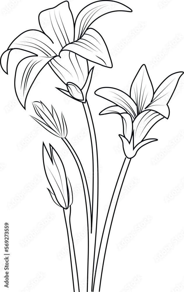 sketch of bellflower coloring pages. Stock Vector | Adobe Stock