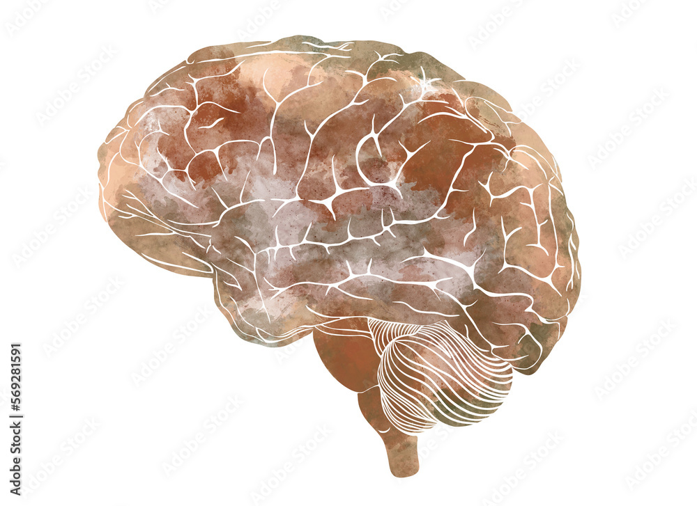 Structure of the human brain. Side Lateral view. Medical watercolor ...