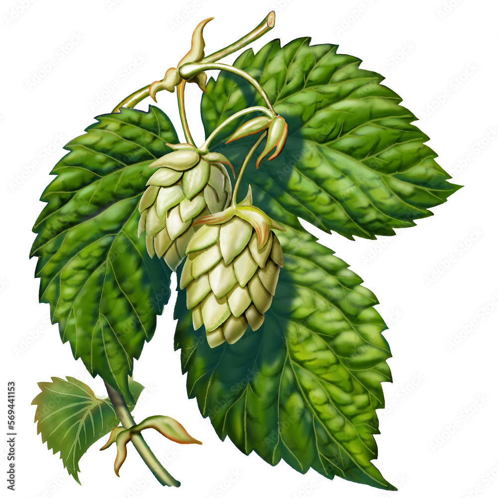 Lúpulo (Humulus lupulus). Detalle de las hojas y las flores. La flor ...