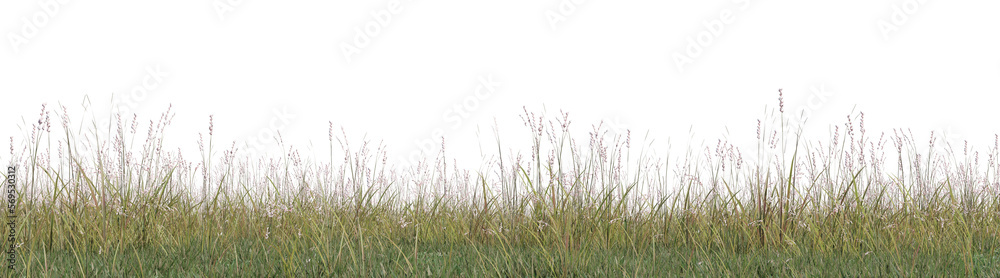 Evergreen grass field in nature, meadow in springtime, Tropical forest ...