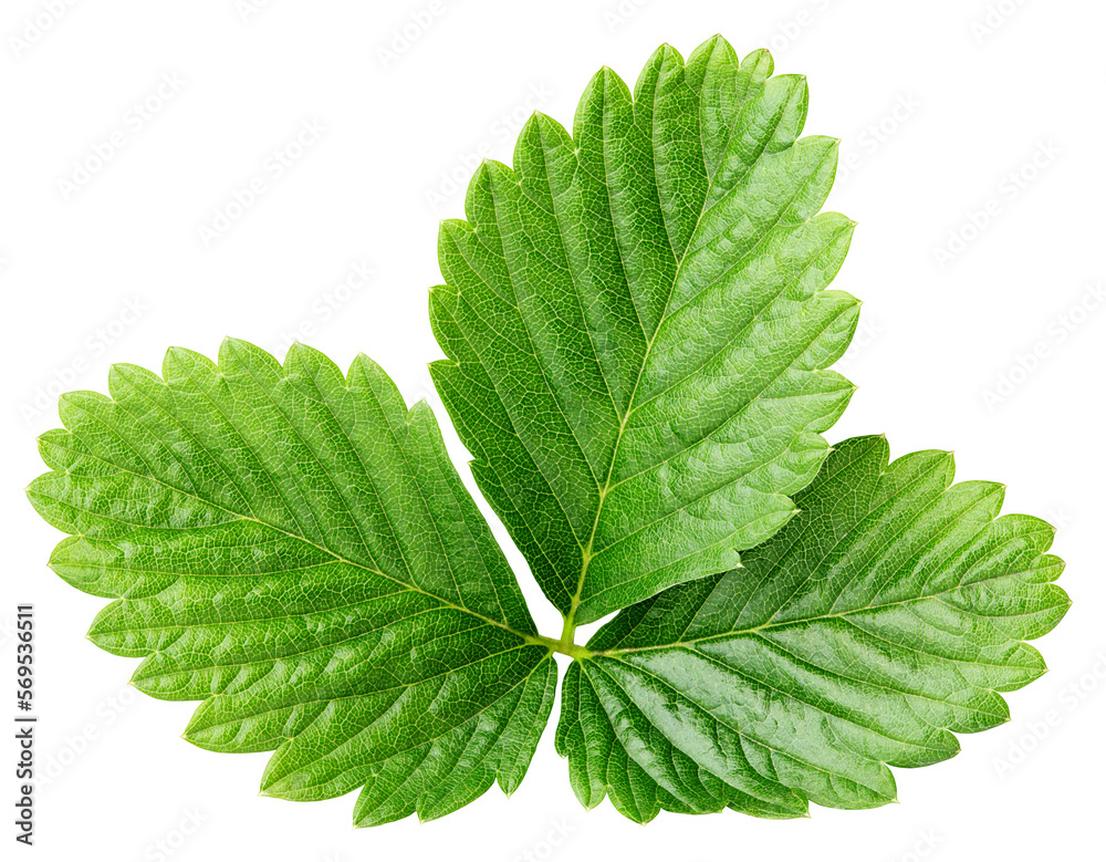 Single green strawberry leaf isolated on transparent background Stock ...