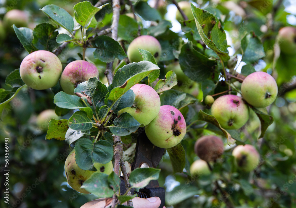 fungal disease on apple fruits. Black dots on apples, scab disease or ...
