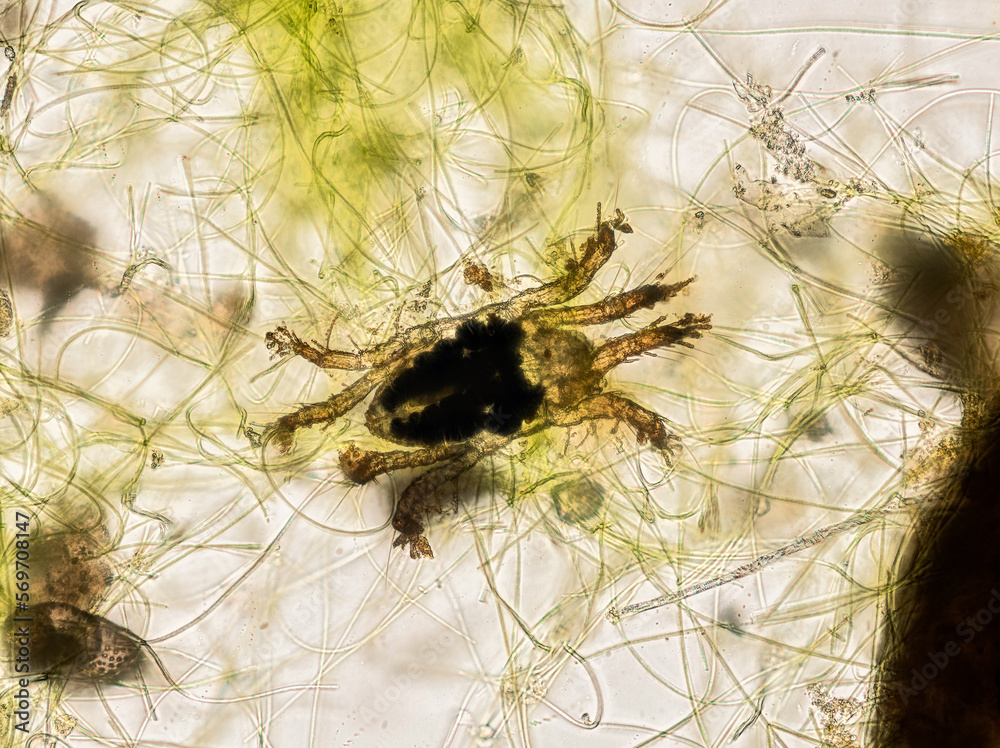 marine halacarid mite (Arthropoda of Order Prostigmata Family ...