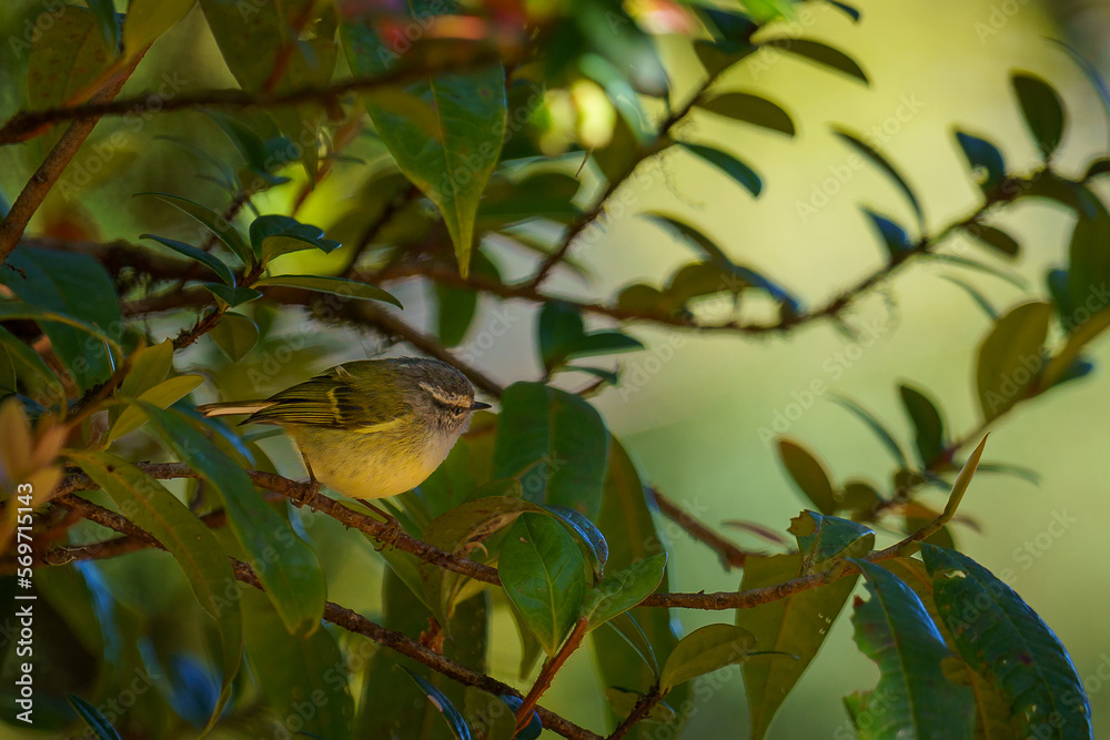 Eastern Crowned Warbler Phylloscopus science named Coronatus in the ...