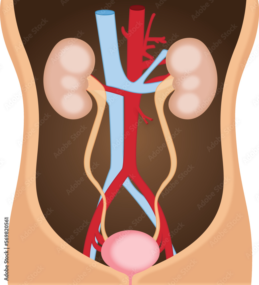 Urinary system diagram, vector illustration, Human physiology, vector ...