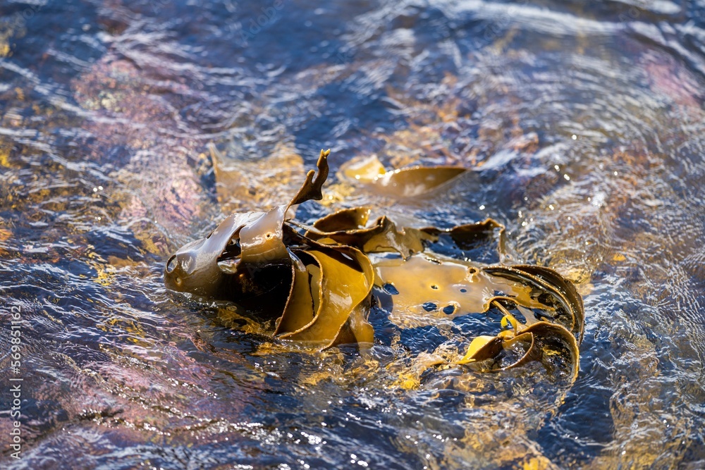 Seaweed and bull kelp growing on rocks in the ocean in australia. Waves ...