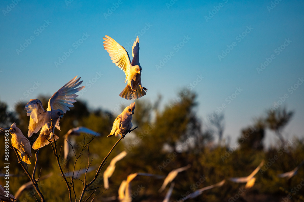 Foto A group of beautiful cute Little corella (short-billed corella ...