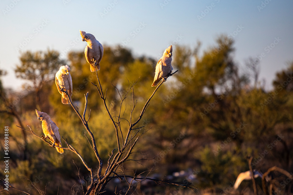 A group of beautiful cute Little corella (short-billed corella, little ...