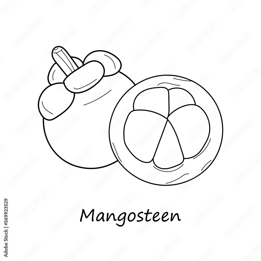 Hand drawn Mangosteen fruit. Mangosteen fruit Sketch, Whole and cut in ...