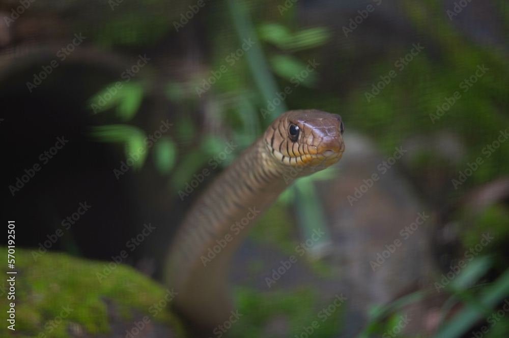 Ptyas mucosa, commonly known as the oriental ratsnake, Indian rat snake ...
