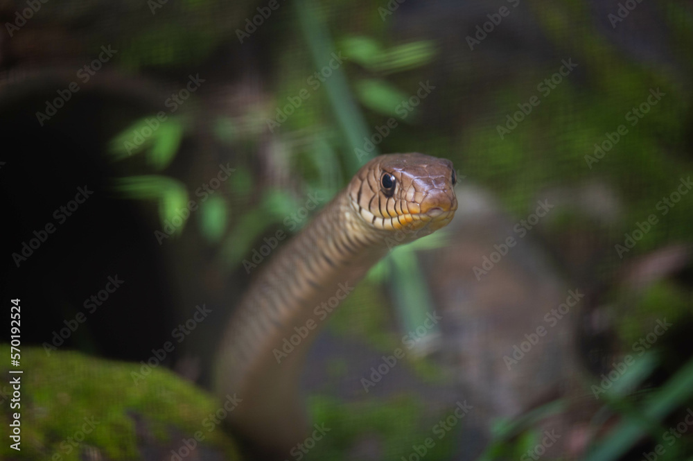 Ptyas mucosa, commonly known as the oriental ratsnake, Indian rat snake ...