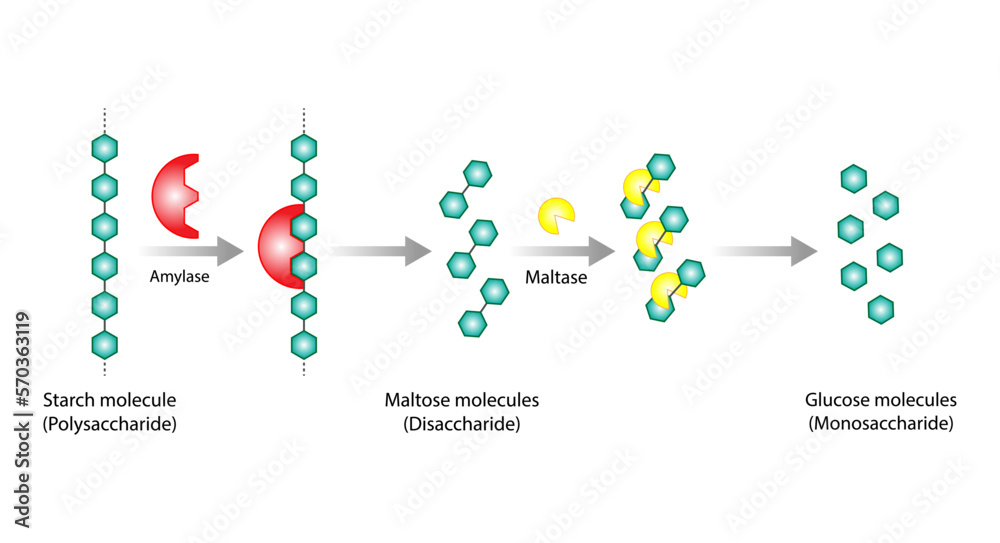 Carbohydrates Digestion. Amylase and Maltase Enzymes catalyze ...
