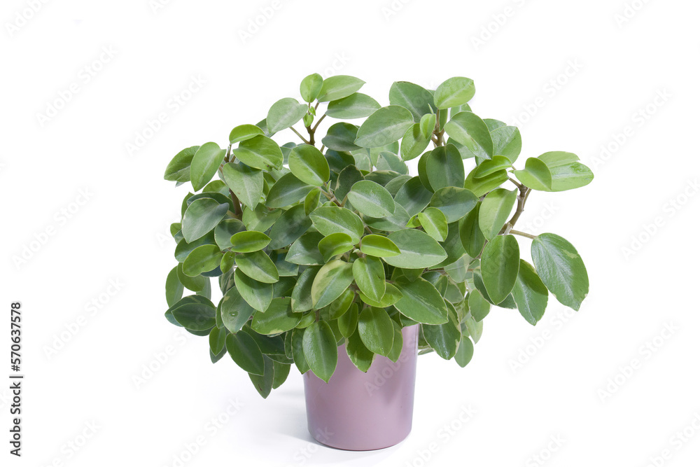 Peperomia orba "Pixie Lime" potted against the white background Stock ...