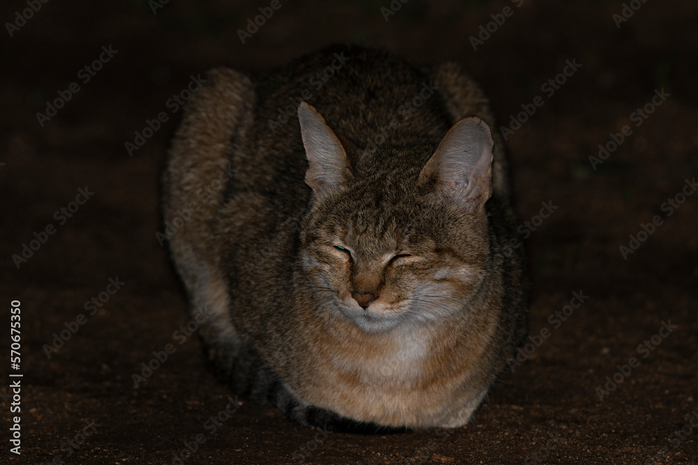 Chat ganté, Chat sauvage d'Afrique, Felis capra, Felis sylvestris capra ...
