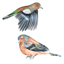 Chaffinch Drawing Art Free Stock Photo - Public Domain Pictures