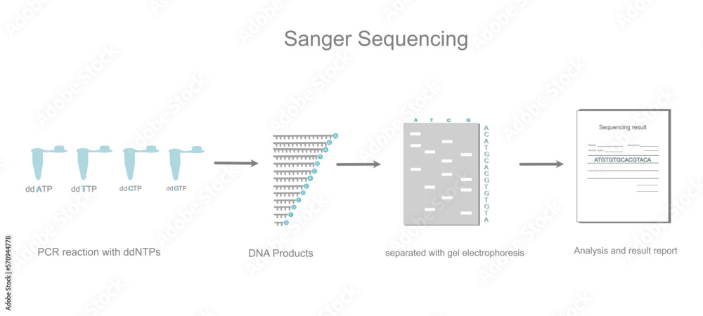 Vector de Stock The Sanger Sequencing workflow of DNA sequencing ...