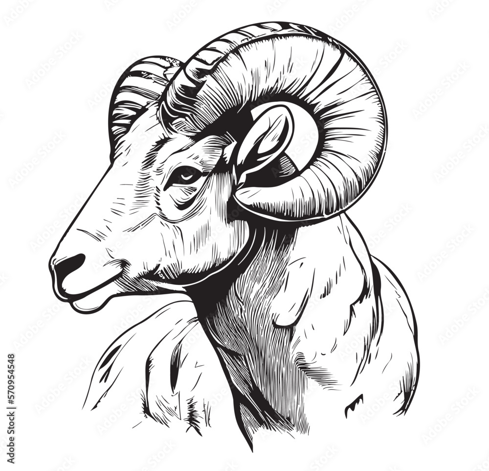 Ram head hand drawn sketch Vector illustration Farm animals Stock ...