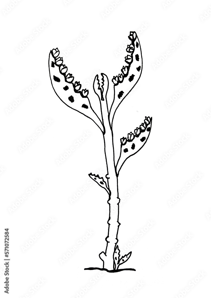 Quick sketch of kalanchoe daigremontiana plant. Hand drawing of ...