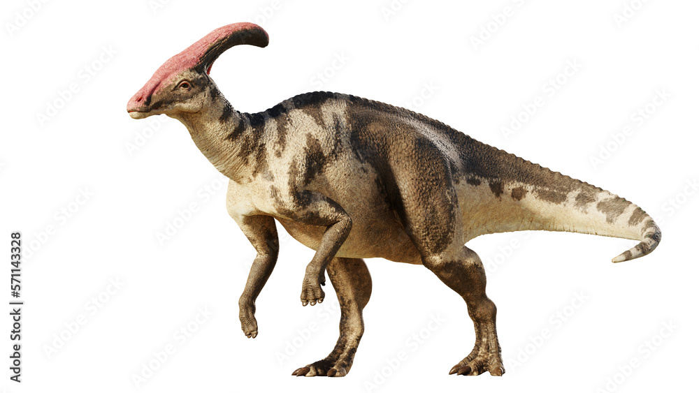 Parasaurolophus, dinosaur from Late Cretaceous, isolated on transparent ...