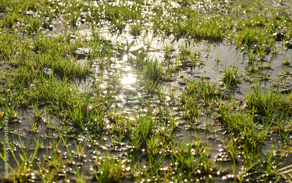 Green grass under a puddle water.Rainy summer or spring.Puddle of water ...