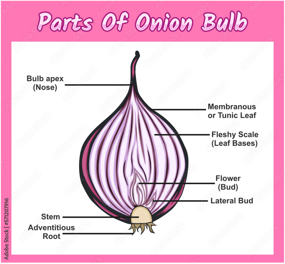Onion Internal structure diagram. Onion Internal structure vector ...