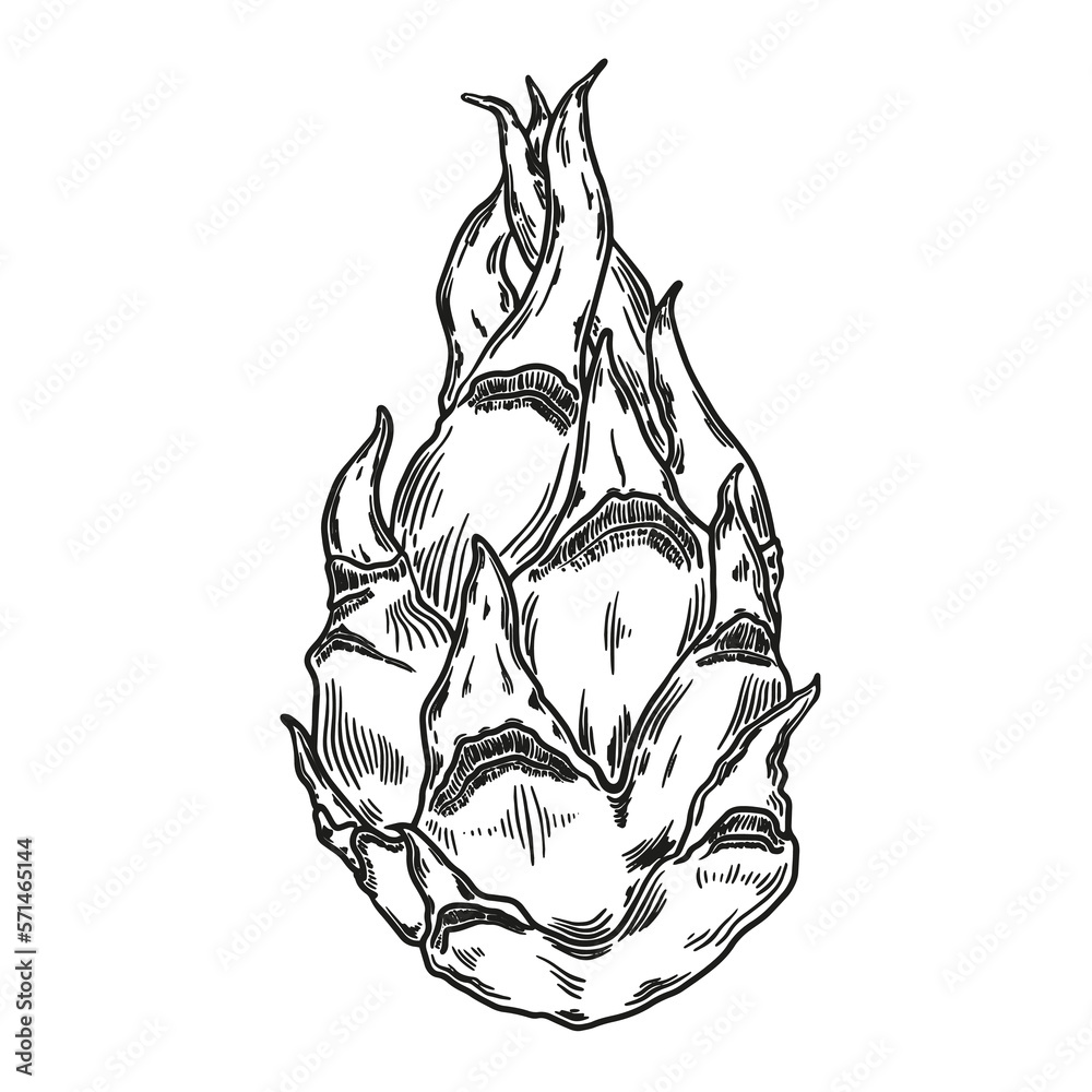 Pitaya Sketch. Dragon fruit hand drawing. Pitaya dragon fruit graphic ...