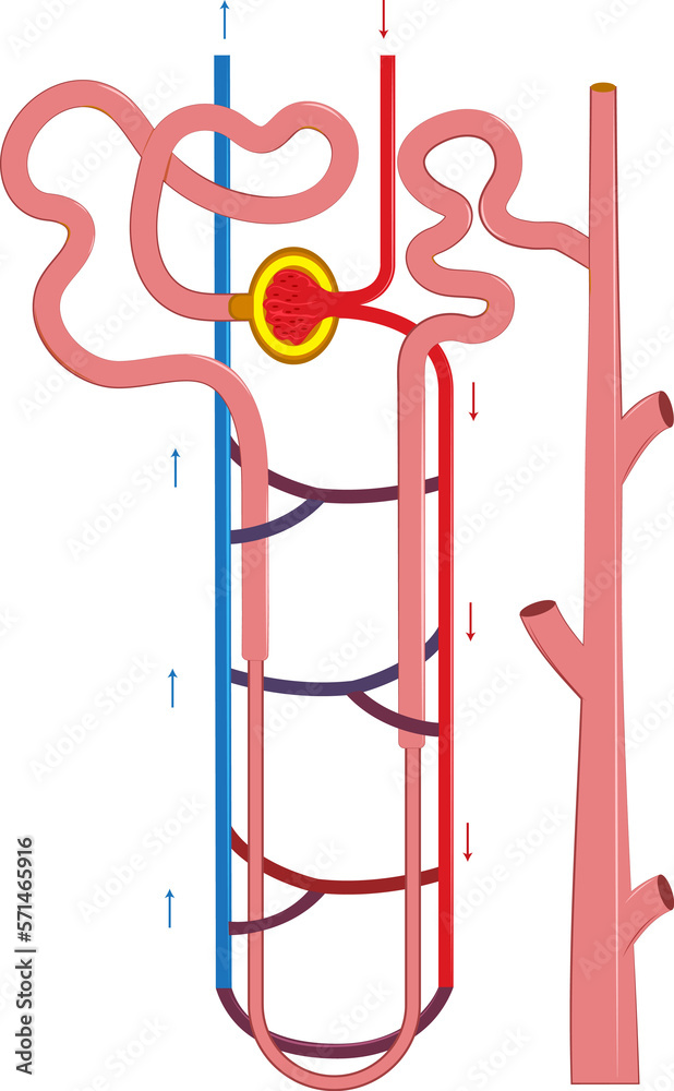 Structure of nephron showing key components like the glomerulus ...