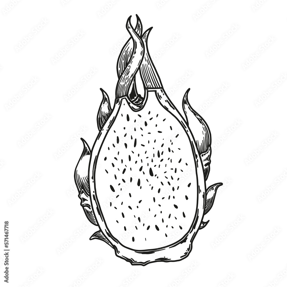 Vetor Pitaya Sketch. Dragon fruit hand drawing. Pitaya dragon fruit ...