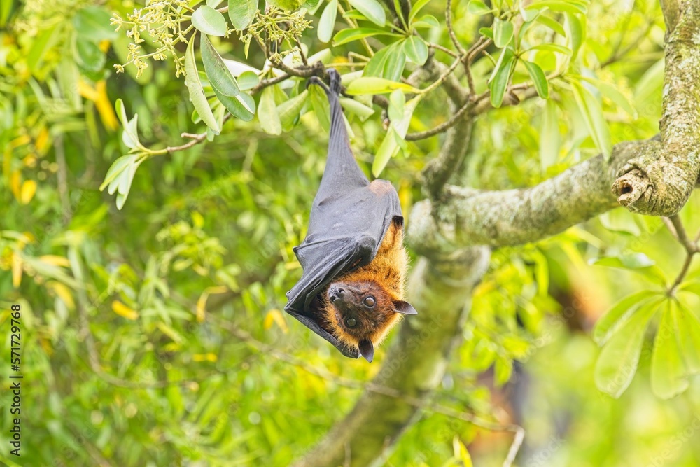 Mysterious Lyle's flying fox (Pteropus lylei) big fruit bat hanging ...