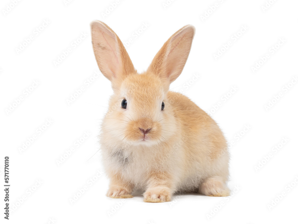 Front view of baby orange rabbit standing on white background. Lovely ...