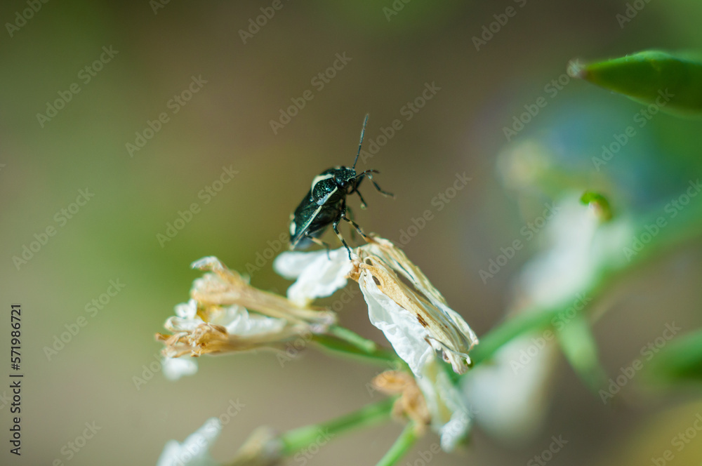 Heteroptera is a series of insects of the order Semi-hardy ...