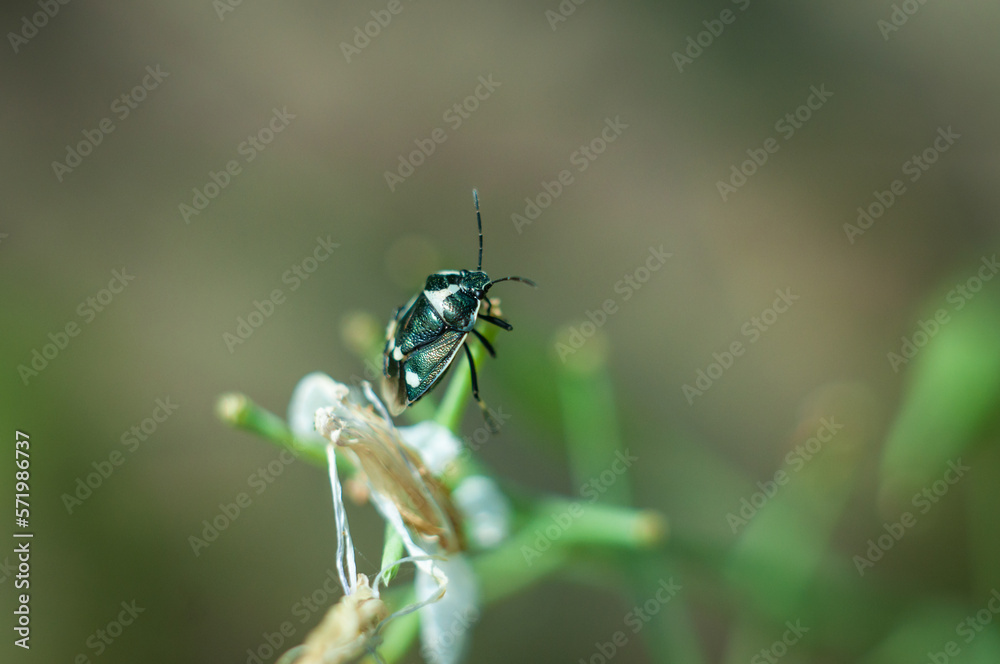 Heteroptera is a series of insects of the order Semi-hardy ...