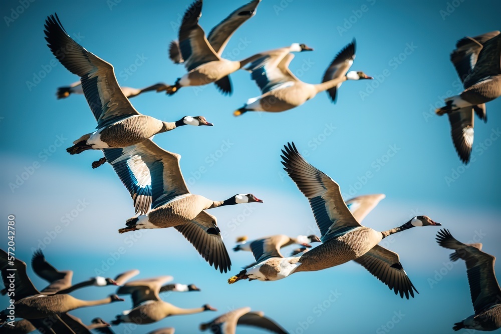 Flock of goose birds flying in a clear blue sky outdoors with copy ...