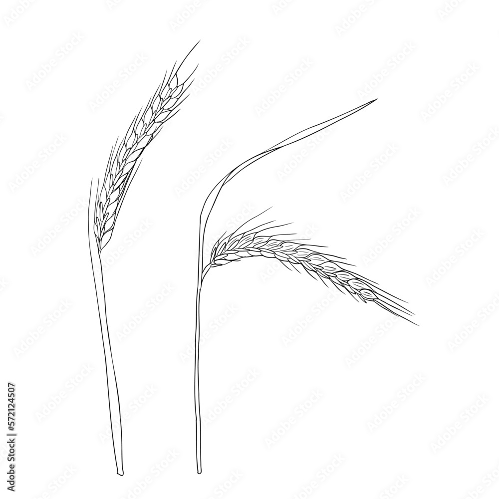 vector drawing wheat, grass plants, rye, line drawing floral elements ...