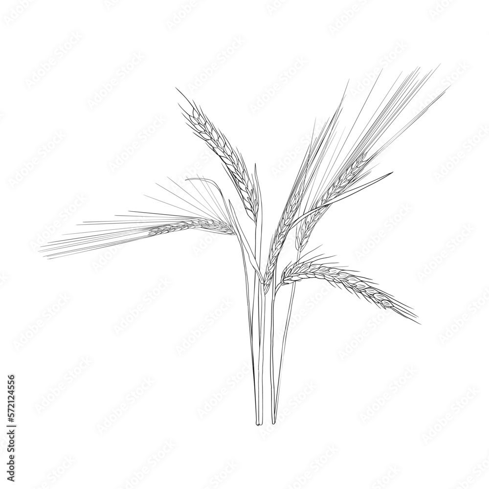 vector drawing wheat, grass plants, rye, line drawing floral elements ...