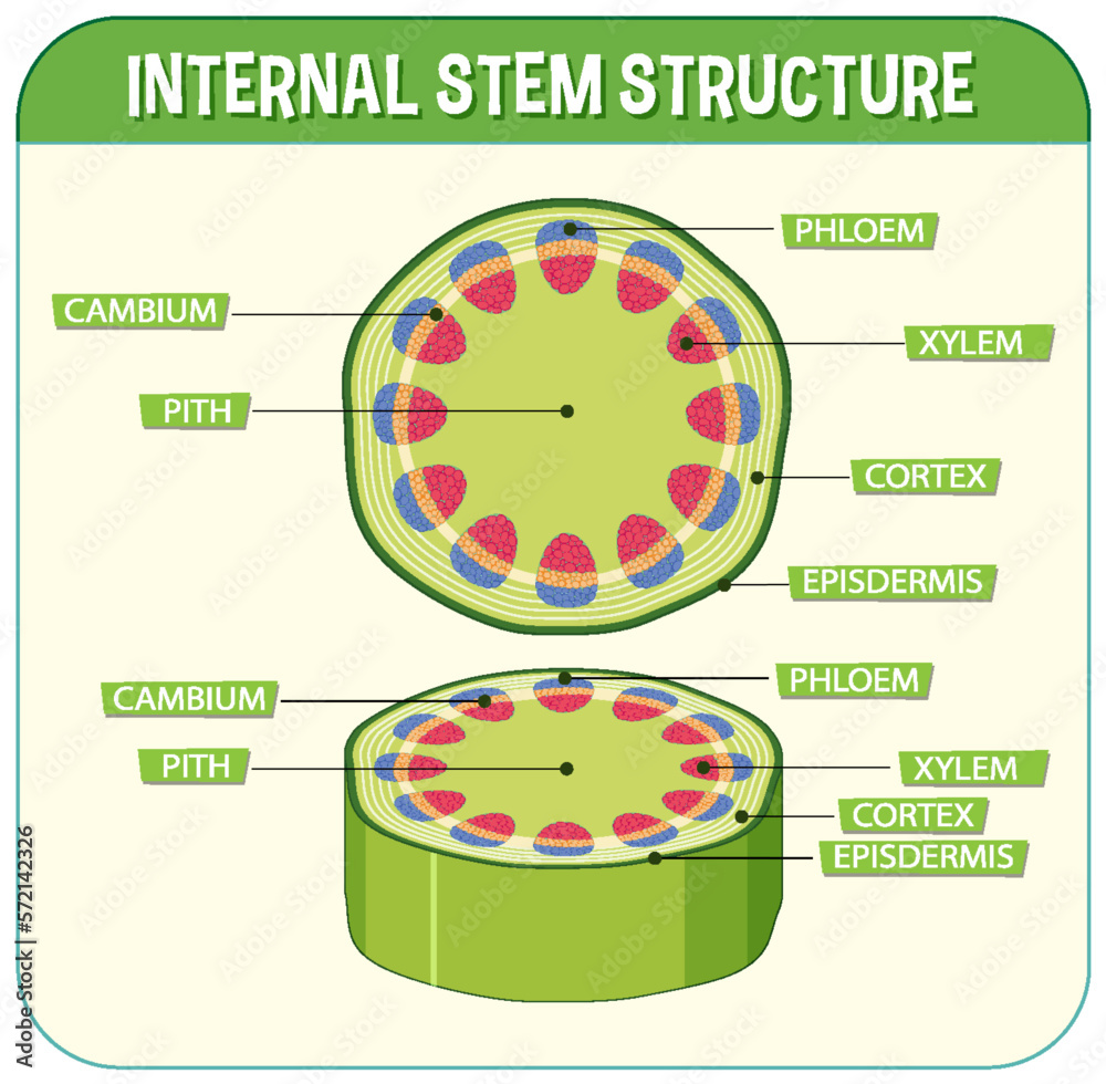 Internal structure of stem diagram Stock Vector | Adobe Stock
