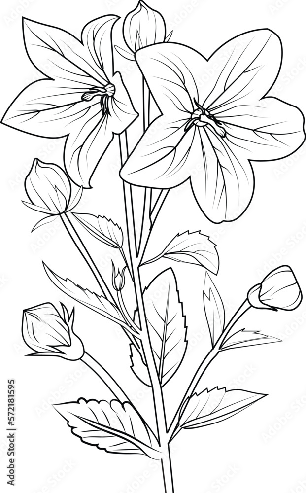 Flower coloring page and books, hand-drawn monochrome vector sketch ...