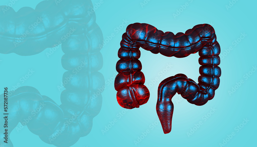 Anatomy of human colon, digestive system, Abdominal arteries system. 3d ...