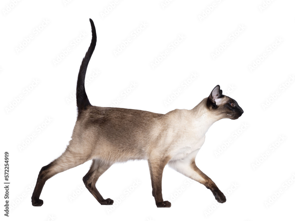 Young adult seal point Siamese cat, walking side ways. Looking straight ...