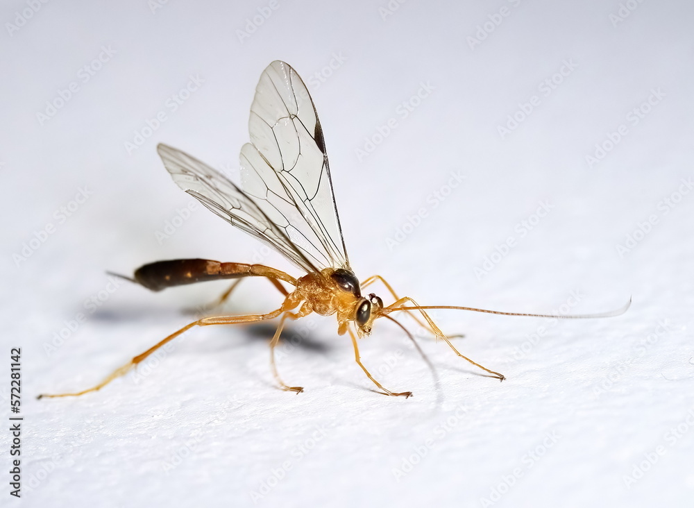 A close-up shot of a parasitic wasp Orange Ichneumonid Wasp (Netelia ...