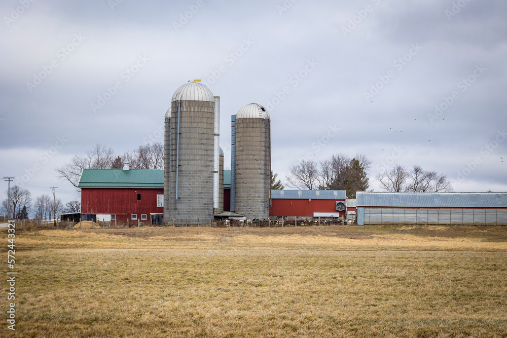 A red dairy barn with two stave silos and Holstien dairy cows with ...