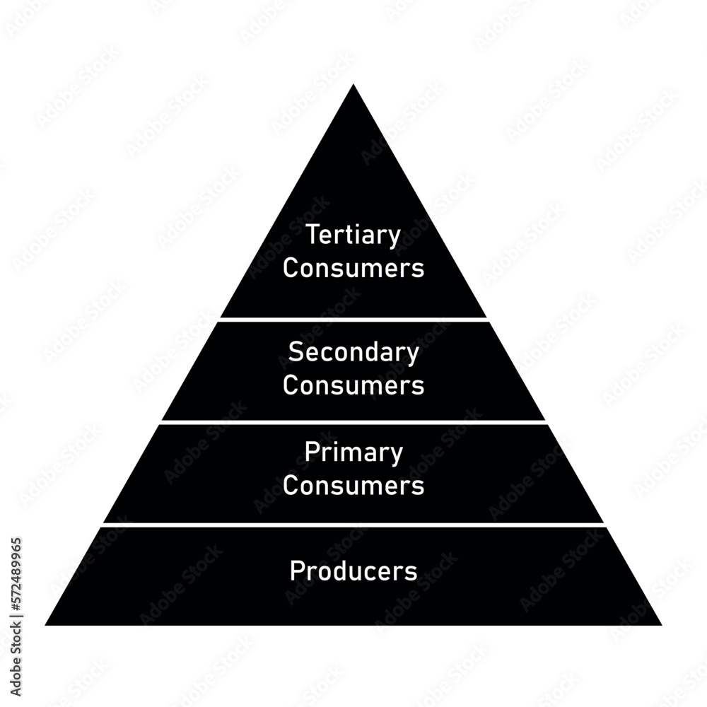 Ecological pyramid of energy diagram. Vector illustration isolated on ...