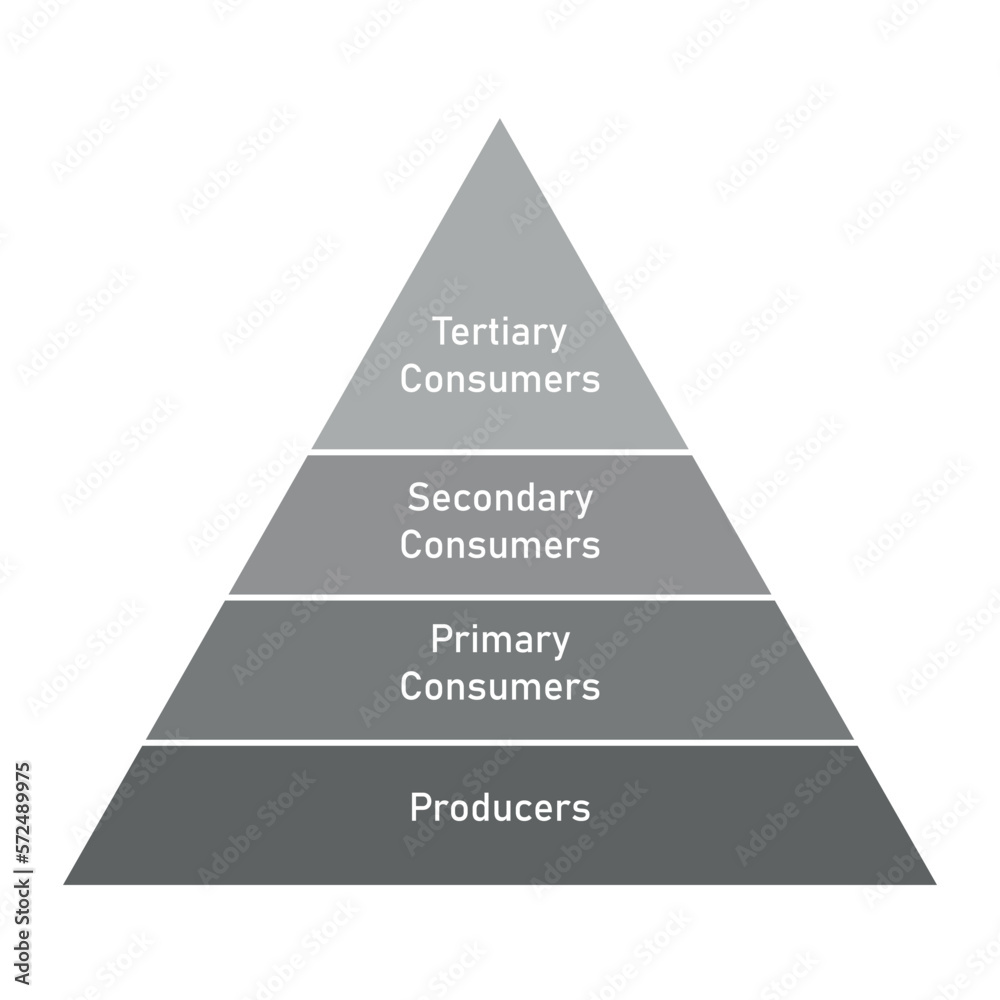 Ecological pyramid of energy diagram. Vector illustration isolated on ...