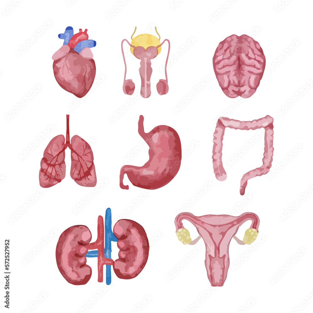 Human body internal organs. Stomach, lungs, kidneys, heart, brain ...