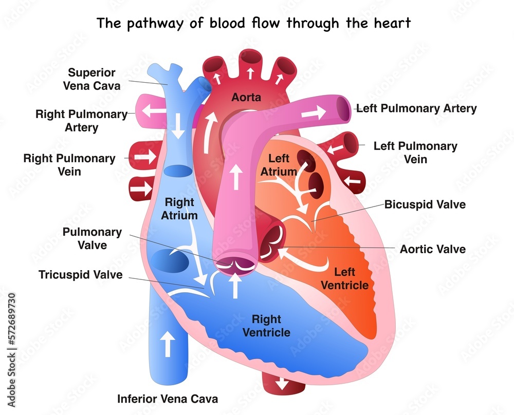 The pathway of blood flow through the heart illustration Stock Illustration | Adobe Stock
