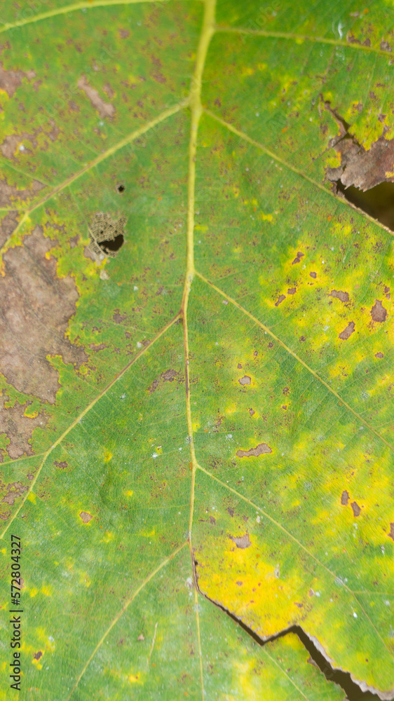 Itricate texture of a teak leaf up close, revealing the unique patterns ...